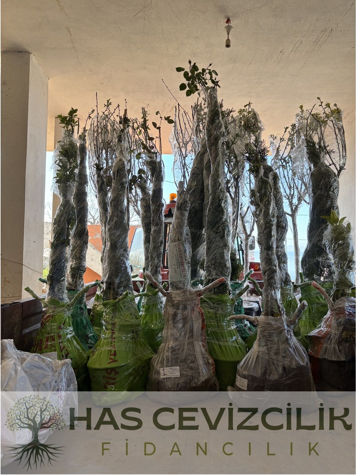 PAPAZ ERİK FİDANI 4 YAŞ SAKSILI HAS FİDAN - TÜRKİYE'NİN ONLİNE FİDANLIĞI