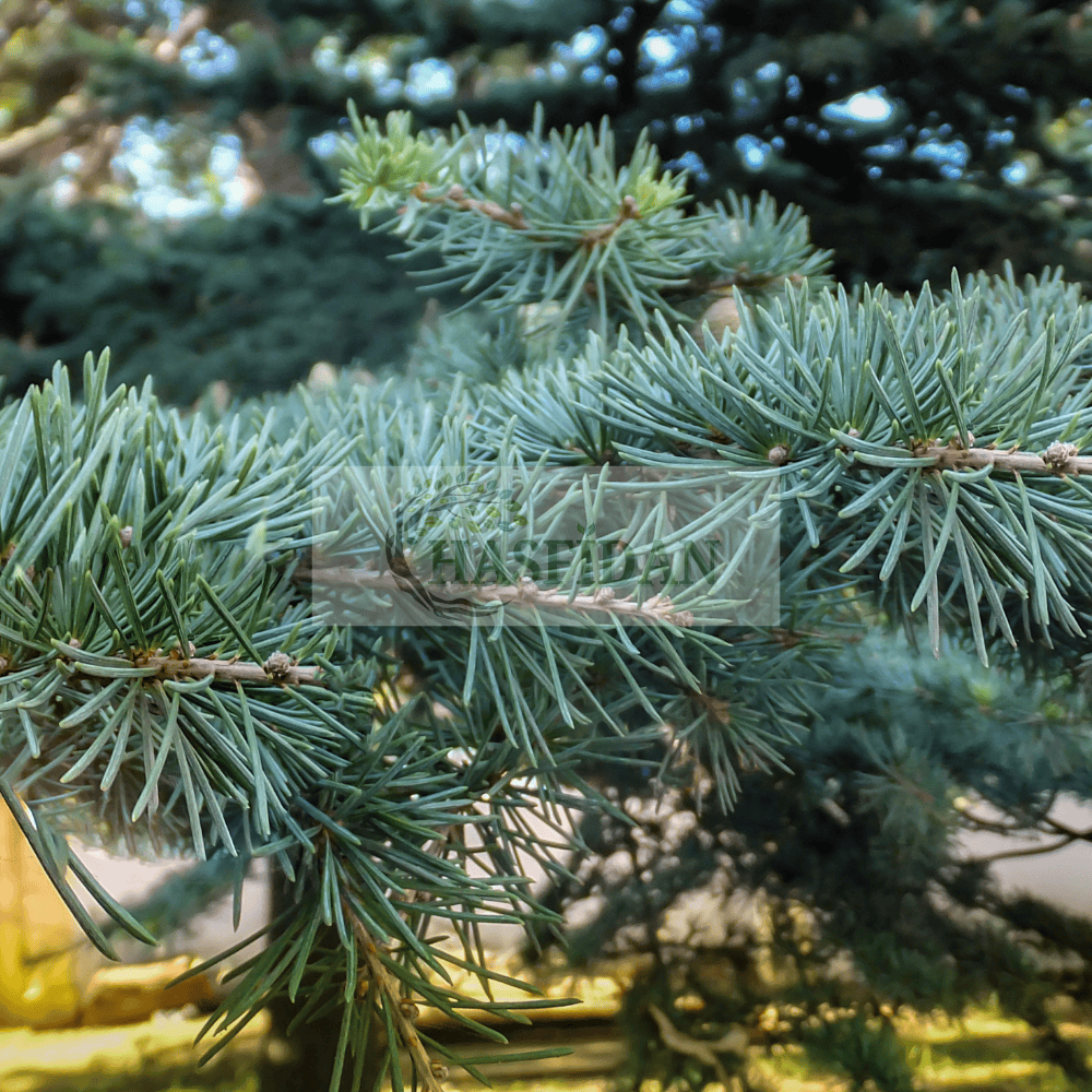 Mavi Himalaya Sediri (Cedrus deodara) Fidanı - 4 Yaş/1.5 Mt | HAS FİDAN